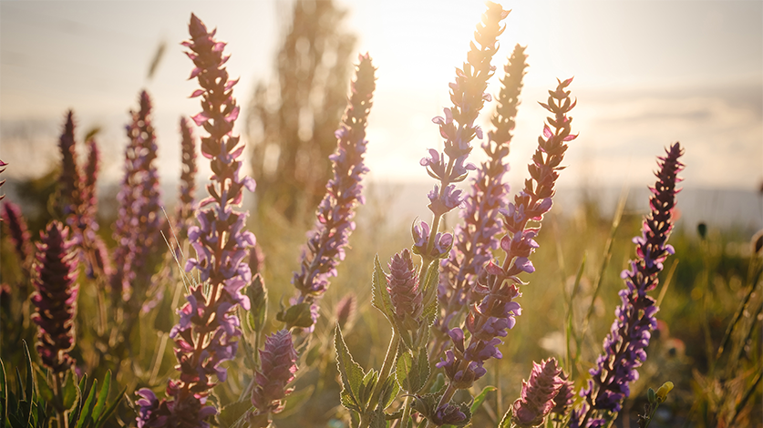 O que significa tomar o nome de Deus “em vão”? - Ministério Fiel